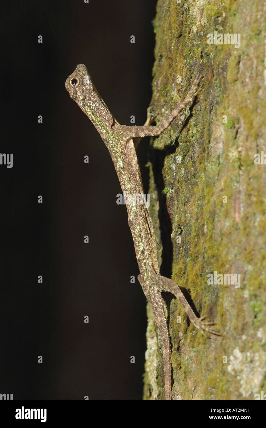 Flying Lizard in the rainforest by the Kinabatangan River, Borneo Stock ...