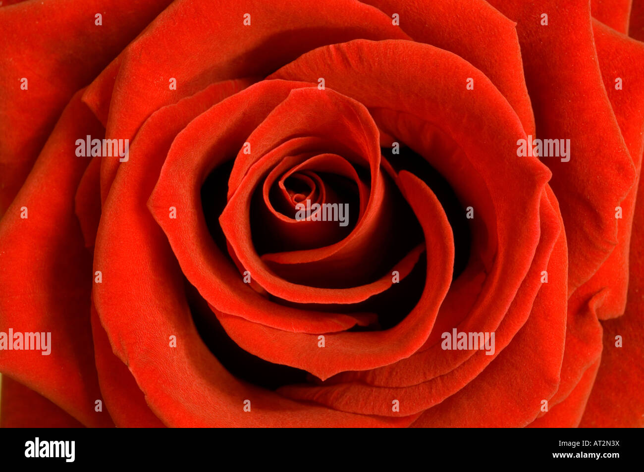 A close up of the petals of Red Rose Stock Photo - Alamy