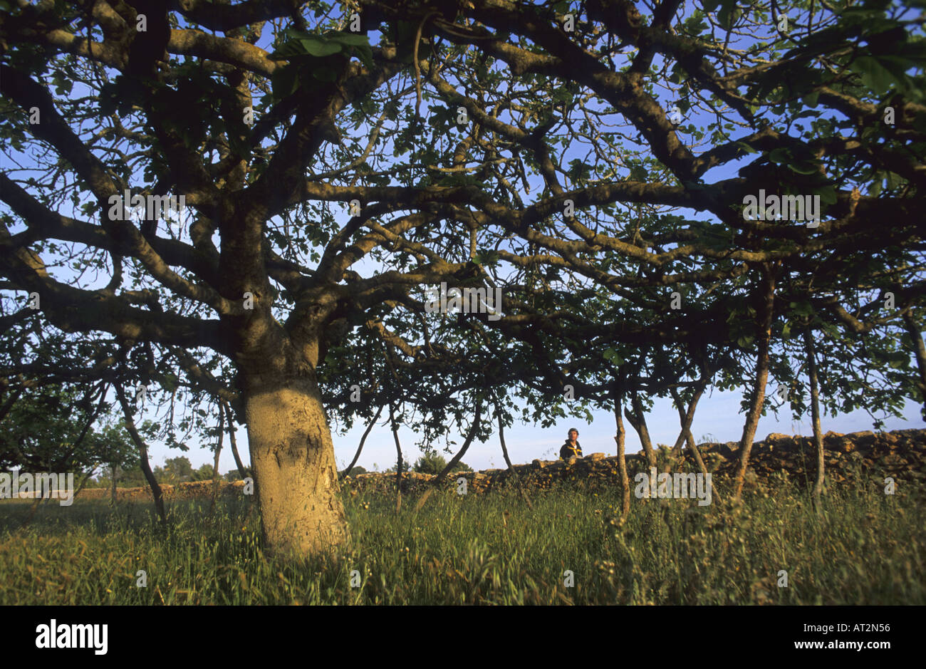 Fig islands hi-res stock photography and images - Alamy