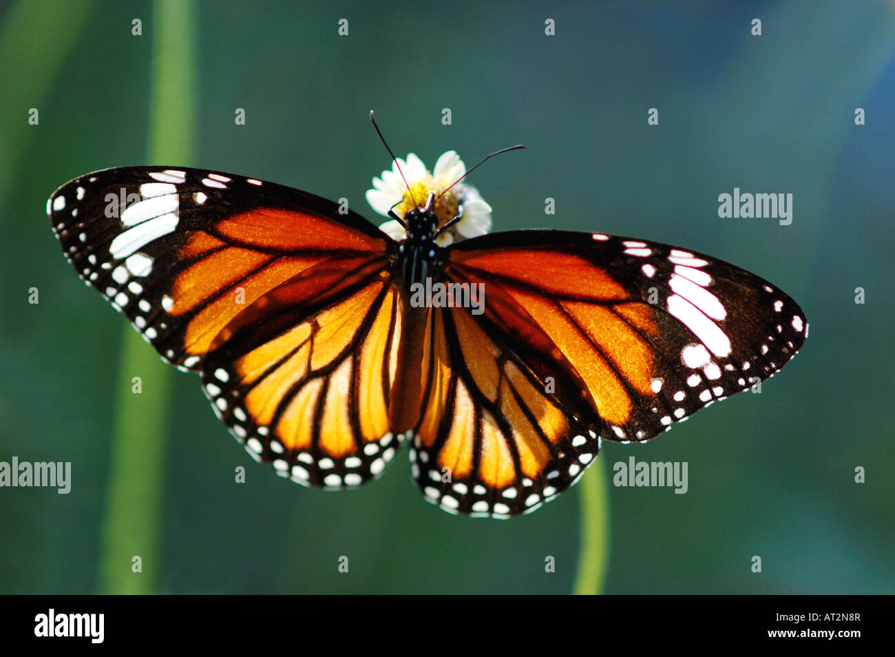 Common Tiger butterfly (Danaus genutia) on the island of Koh See Chang ...