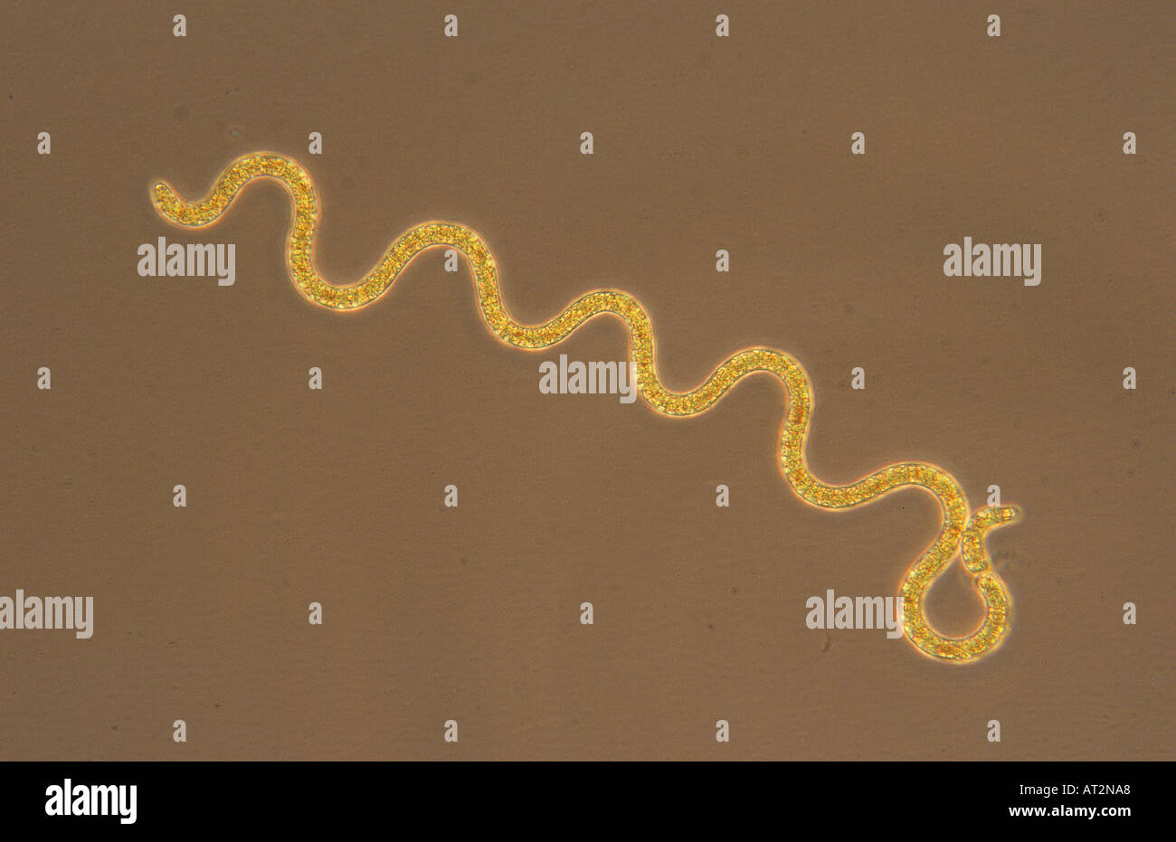 Spirulina sp Cyanobacteria Prokaryotes Optic microscopy Stock Photo - Alamy