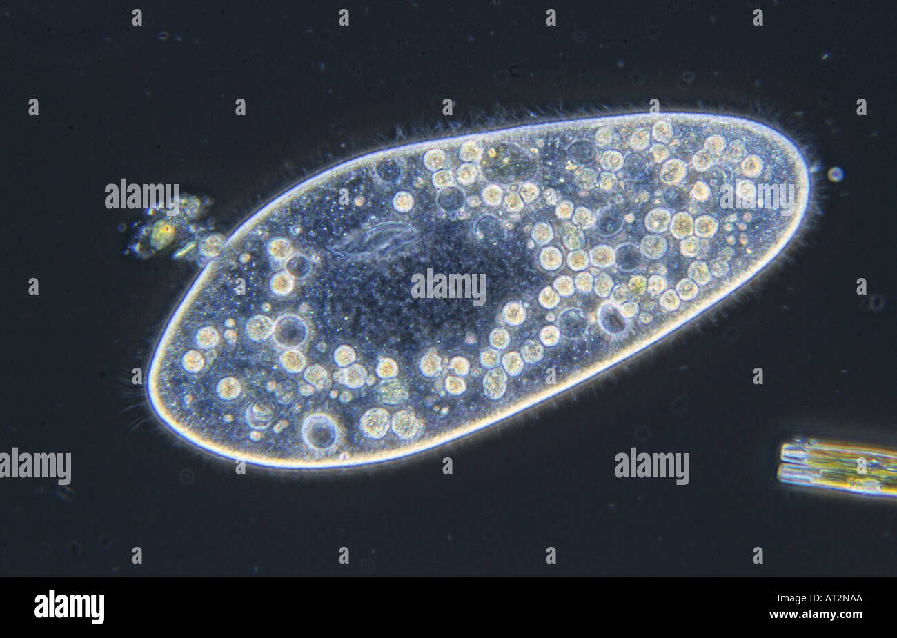Photomicrograph paramecium hi-res stock photography and images - Alamy