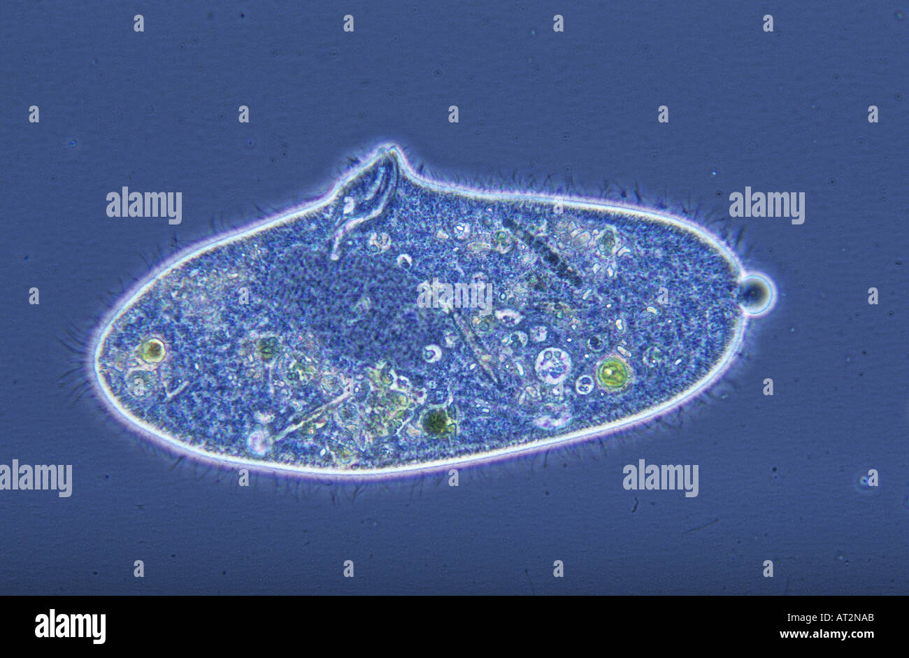 Paramecium Ciliata Protozoans Optic microscopy Stock Photo - Alamy Paramecium Ciliata Protozoans Optic microscopy Stock Photo - Alamy
