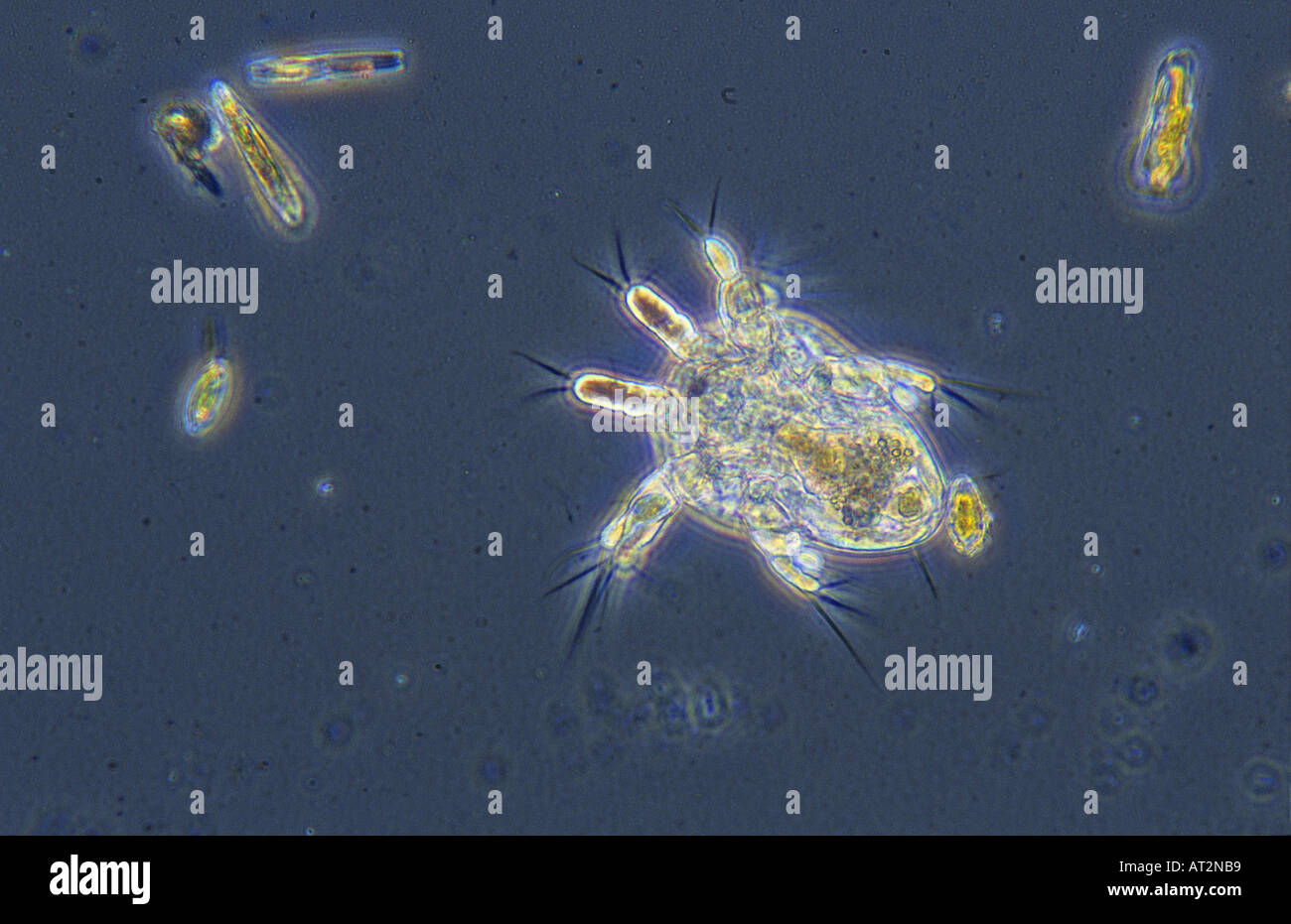 Nauplius larve Copepod crustacean Invertebrate Optic microscopy Stock ...