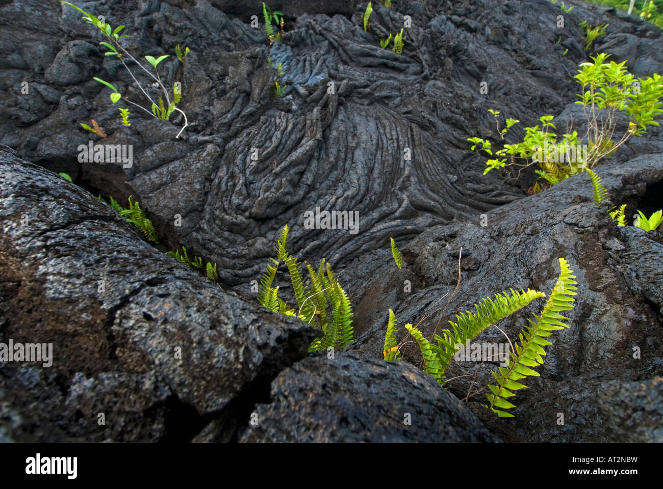 Saleaula lava field hi-res stock photography and images - Alamy