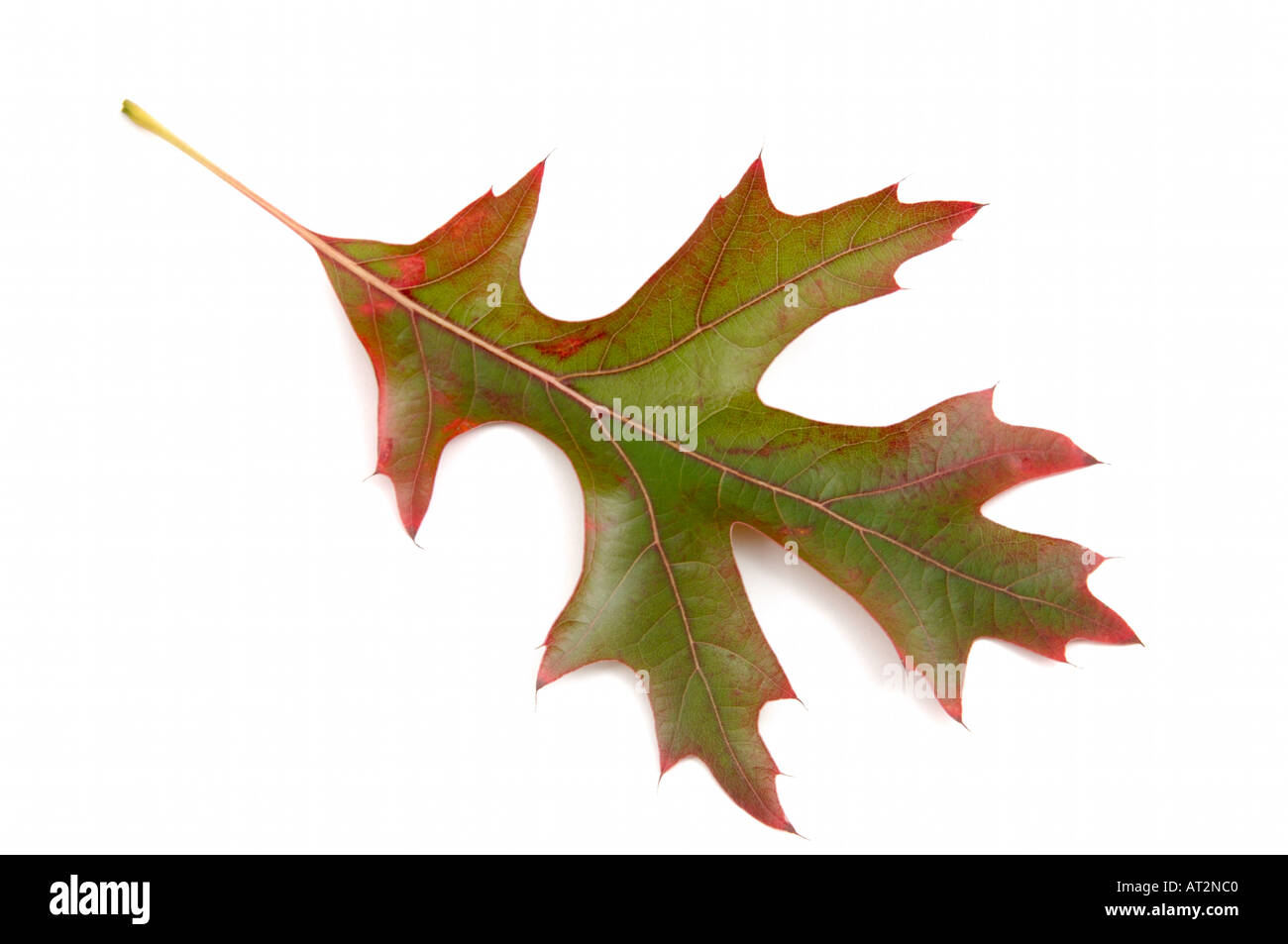 Single green leaf slowly turning red of Pin oak in autumn on white ...