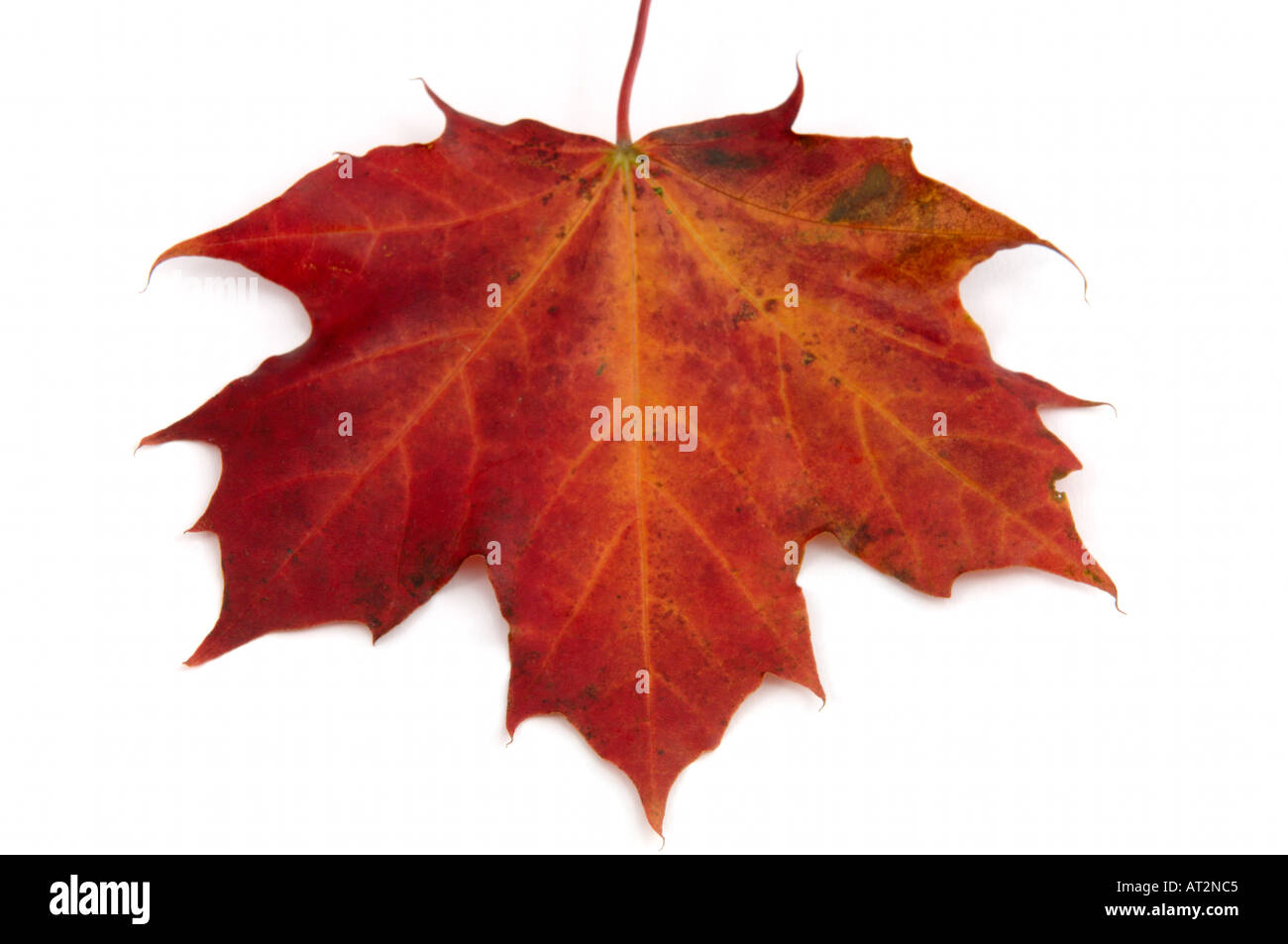 Fiery Orange Red leaf of maple tree acer on white background Stock ...