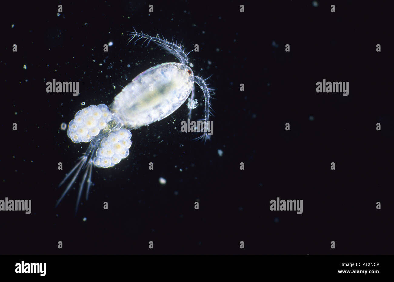 Eggs of copepod Crustacean Invertebrate Optic Microscopy Stock Photo ...