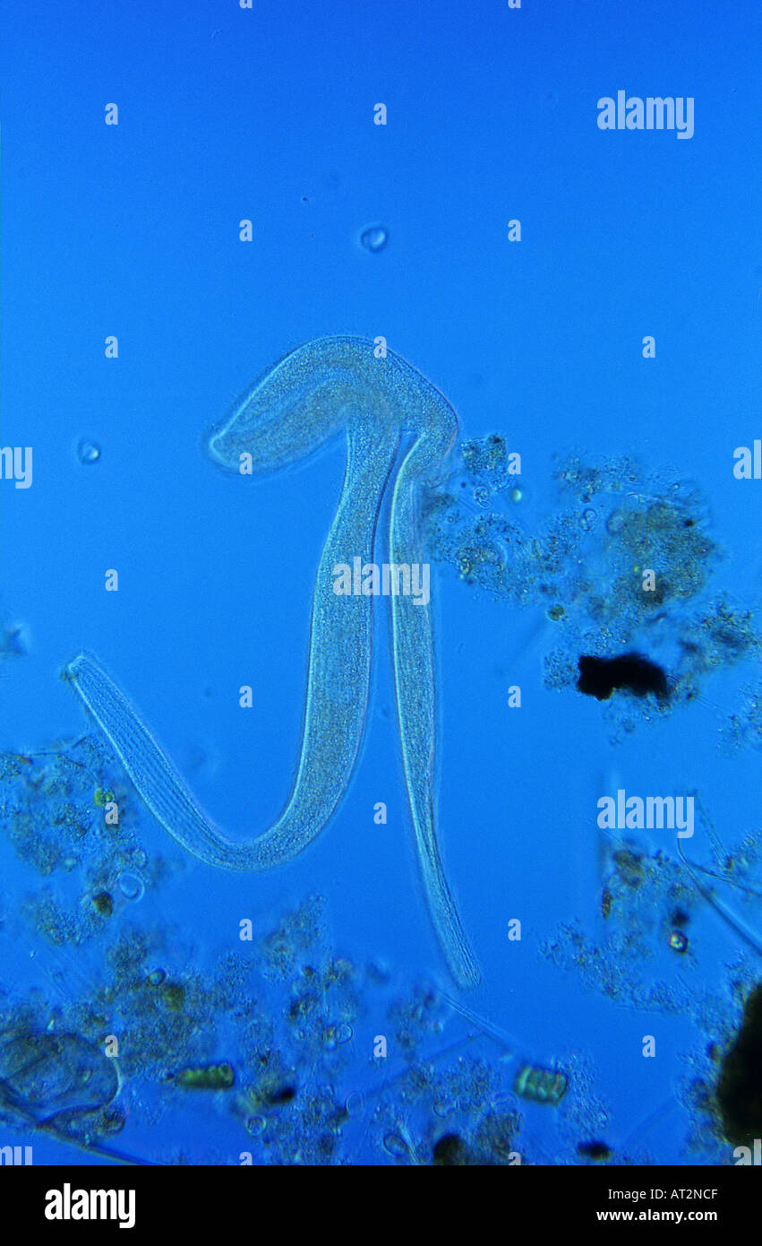 Conjugation Cell division Ciliata Protozoan Optic microscopy Stock ...