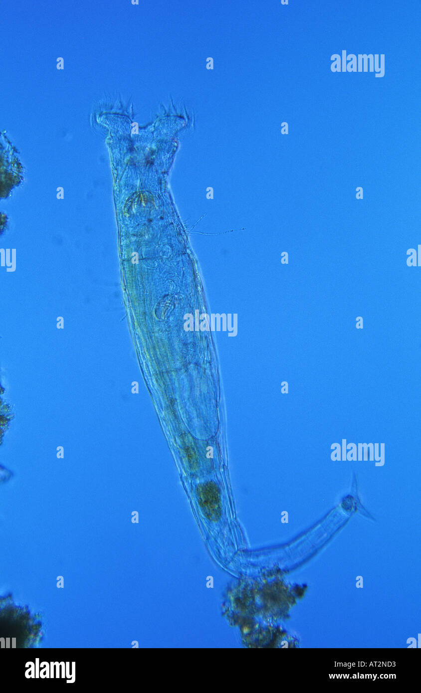 Philodina Rotifera Optic microscopy Stock Photo - Alamy