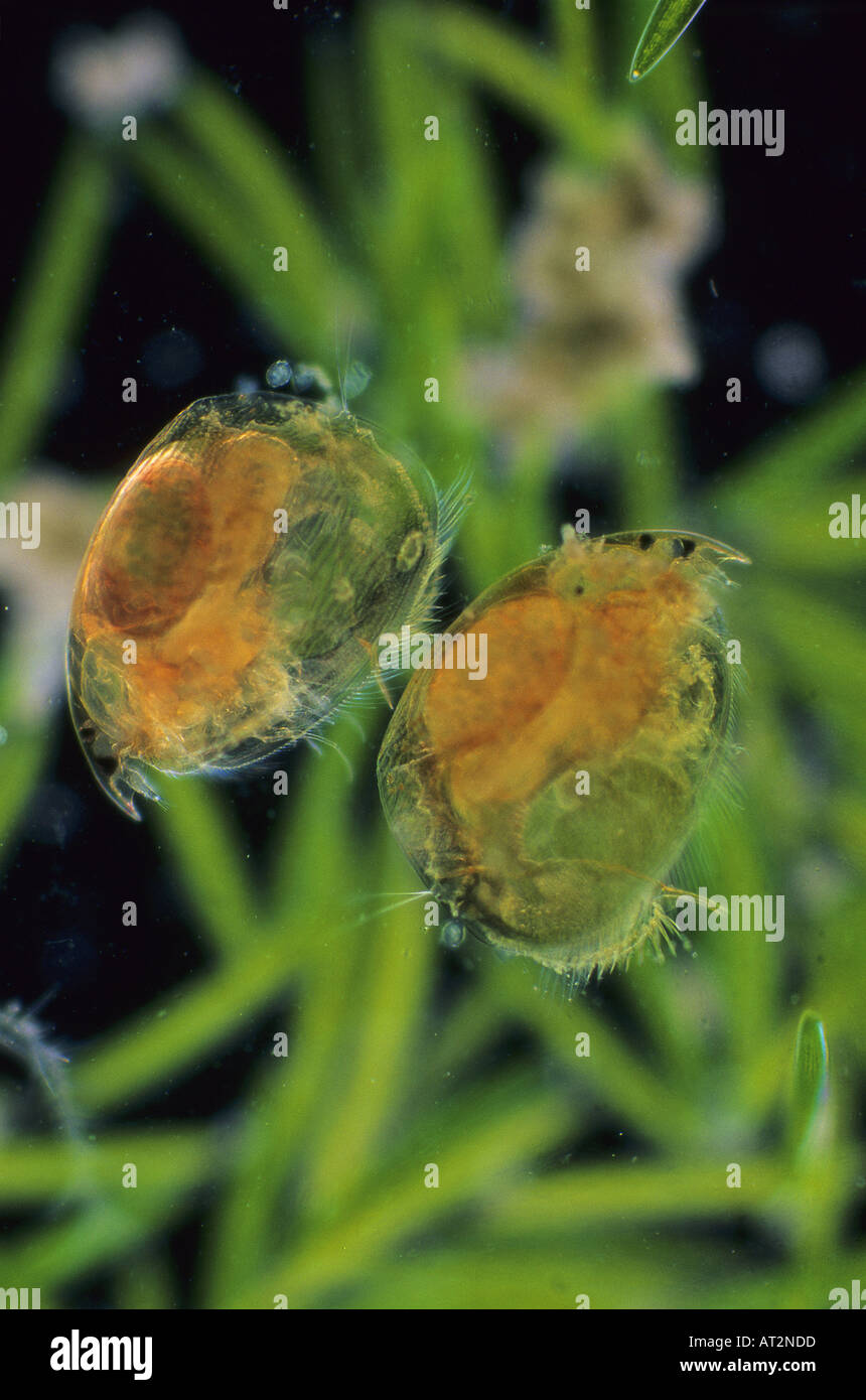 Daphnia pulex Water flea with eggs Copepod Crustacean Invertebrate ...