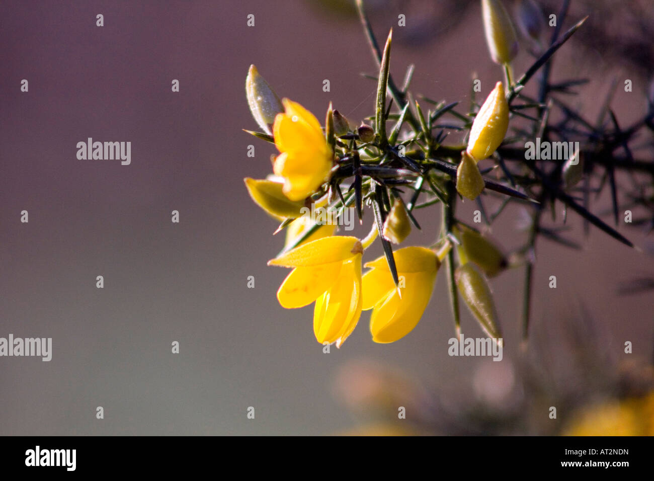Gorse flower Ulex europaeus Stock Photo - Alamy