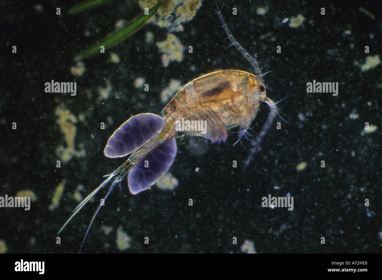 Eggs of copepod Crustacean Invertebrate Optic Microscopy Stock Photo ...