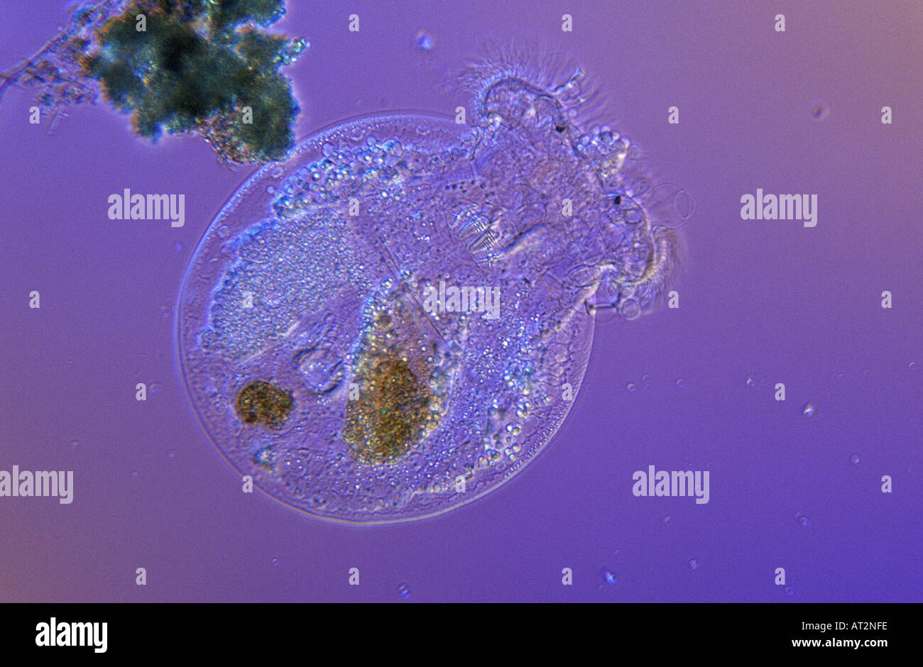 Philodina rotifera hi-res stock photography and images - Alamy