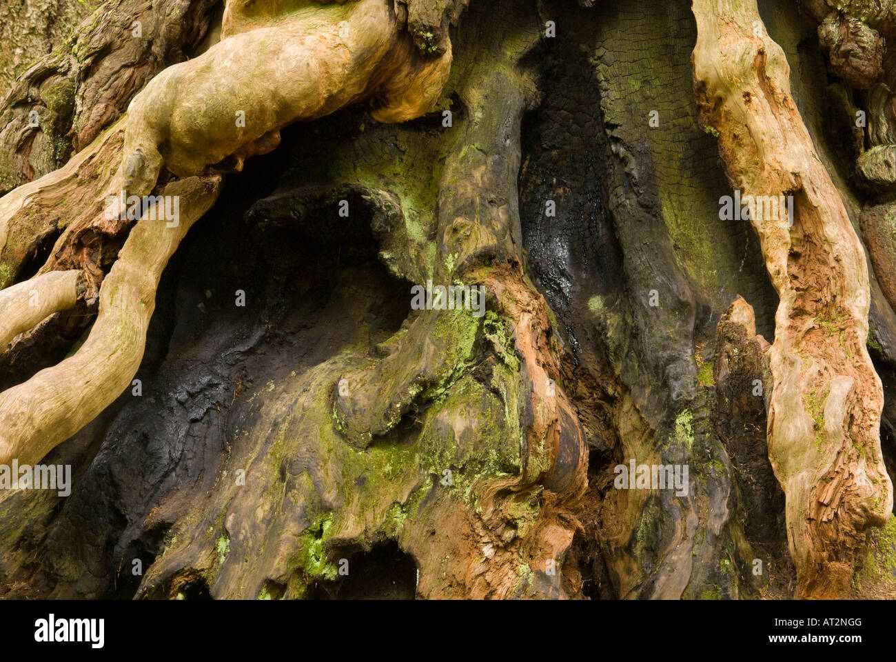 Closeup of an unusual base of a redwood tree trunk at Redwood National ...