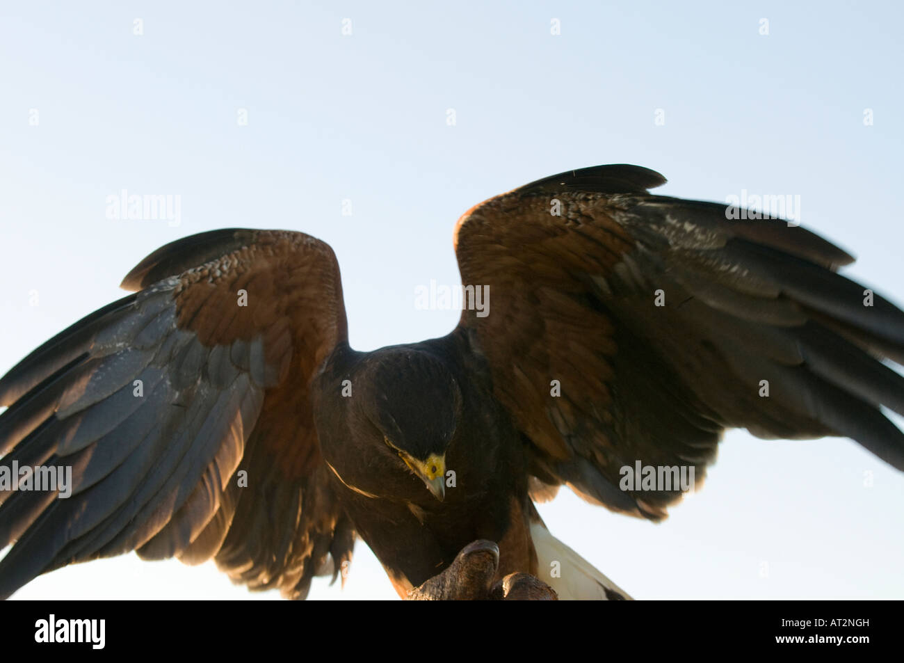 Falconry gauntlet hi-res stock photography and images - Alamy
