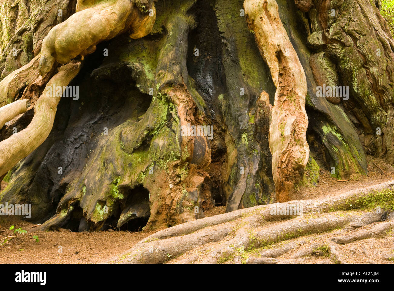 Closeup of an unusual base of a redwood tree trunk at Redwood National ...