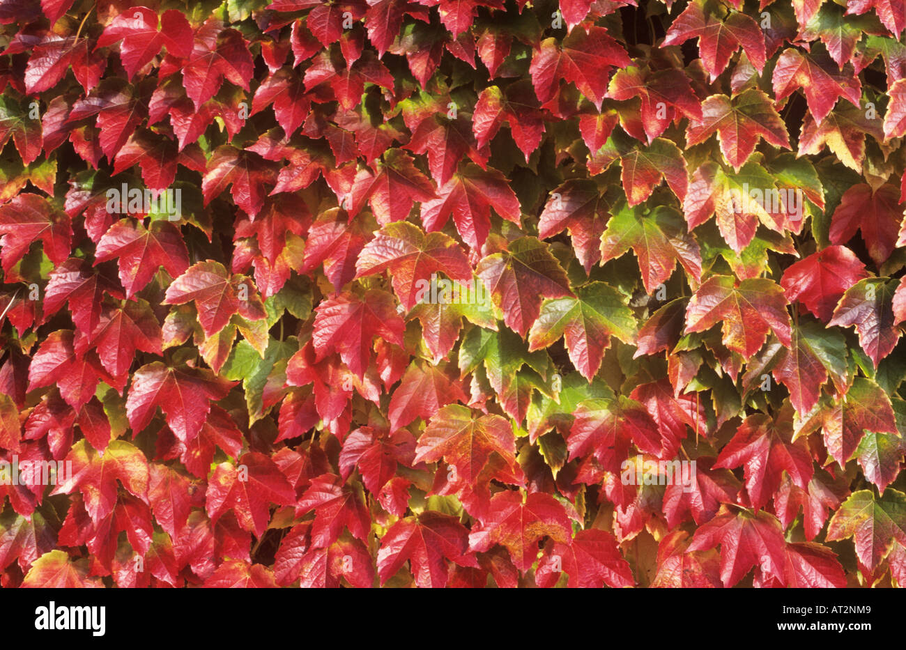 Virginia Creeper. Boston Ivy Stock Photo - Alamy