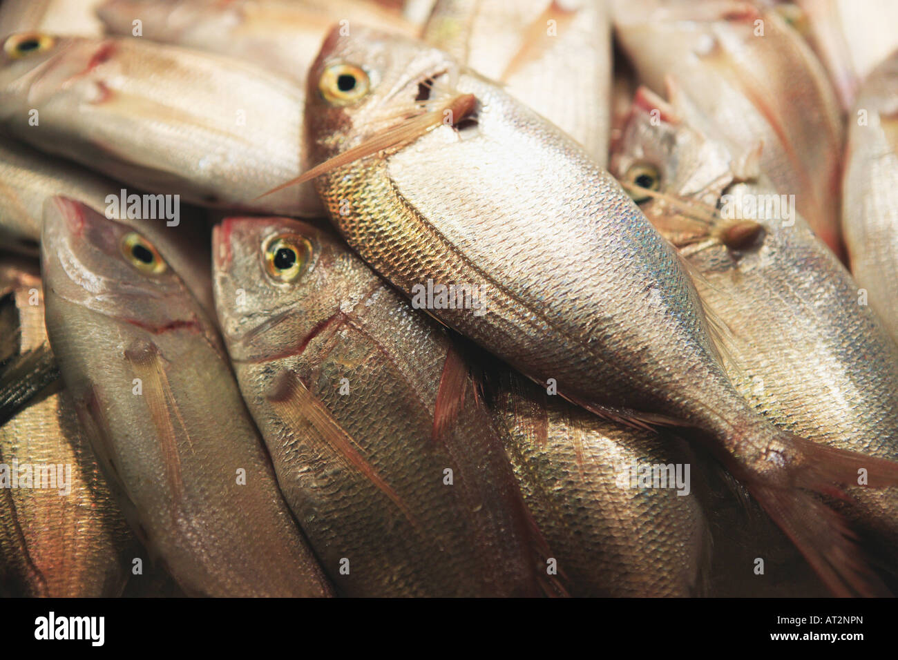 Fresh Fish at Barcelona s main food market La Boqueria placa da la ...