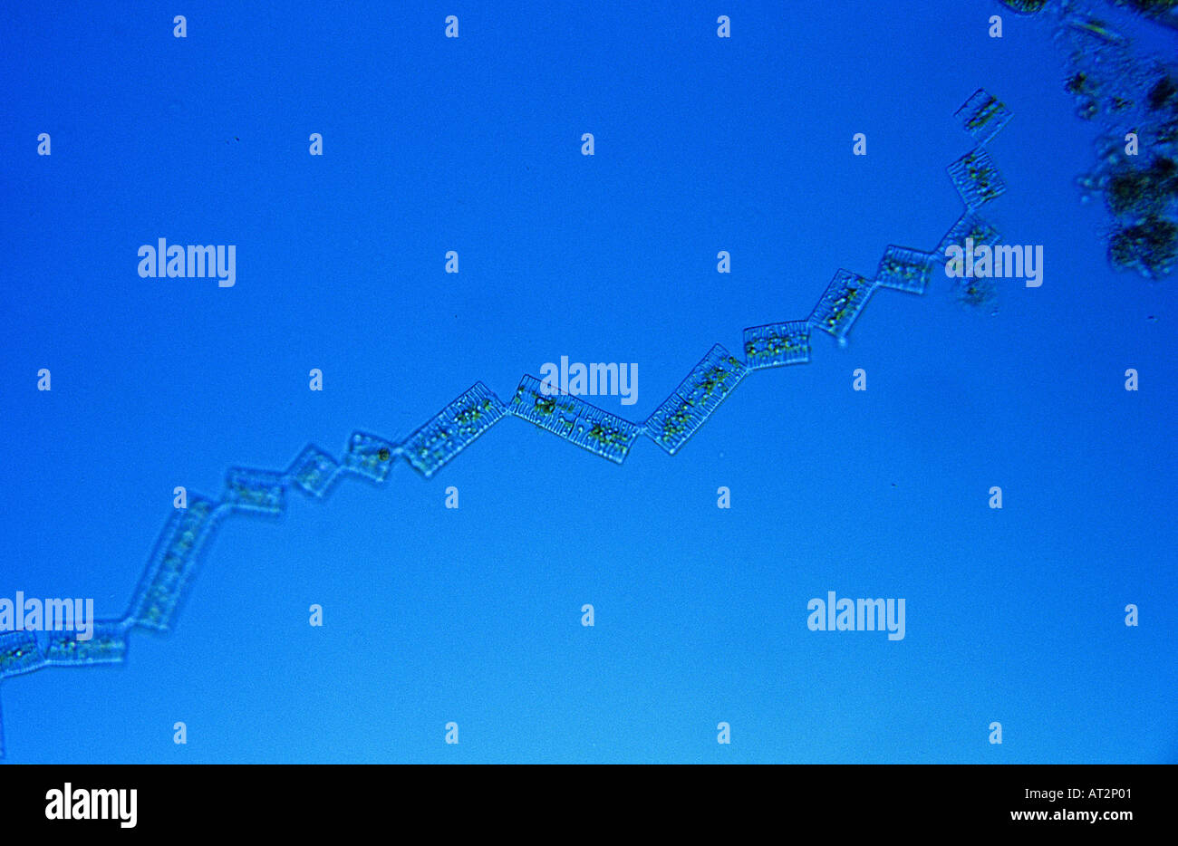 Tabellaria hi-res stock photography and images - Alamy