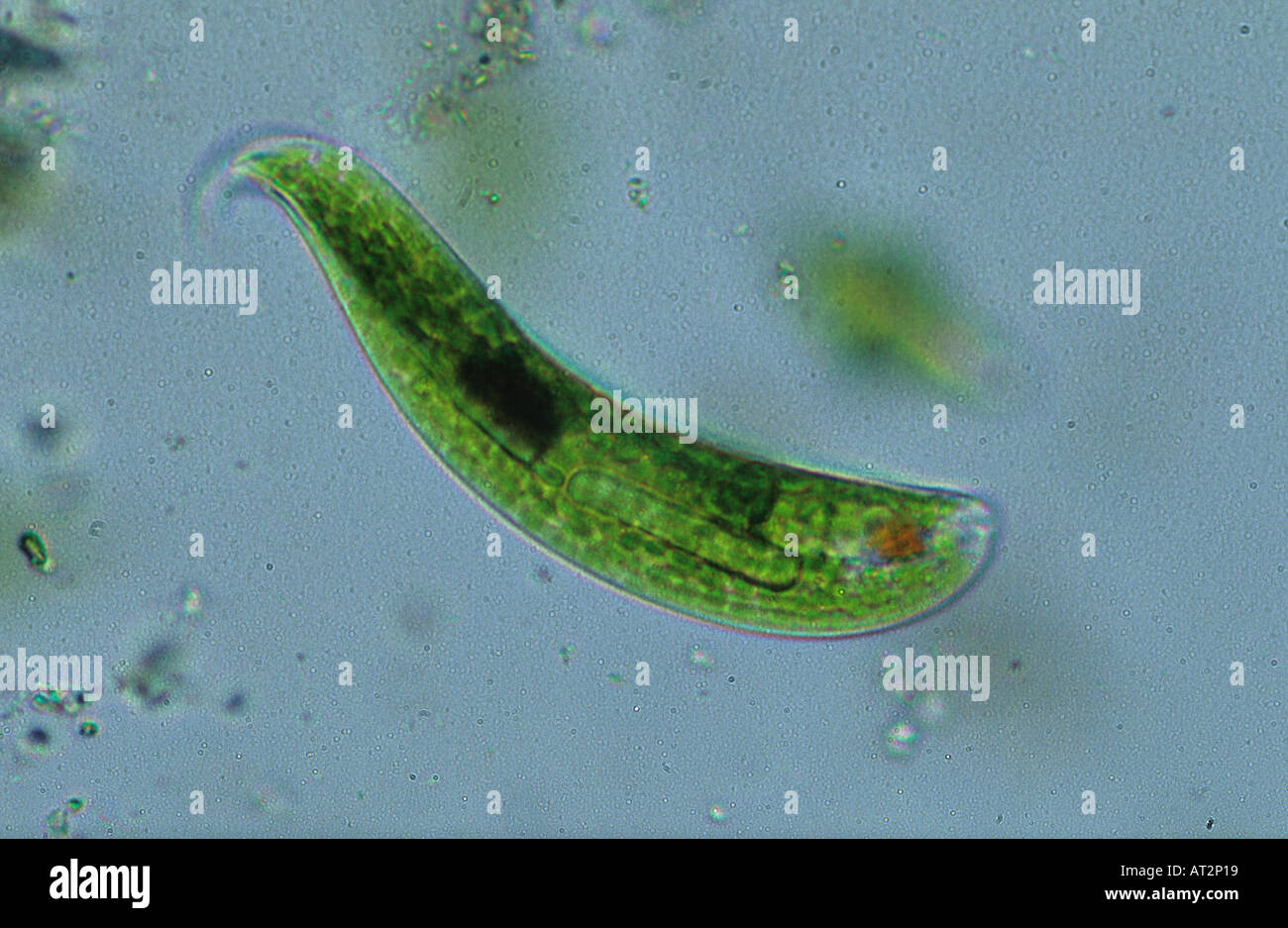 Euglena sp Seaweed Algae Flagellate Sarcomastigophora Protozoan Optic ...