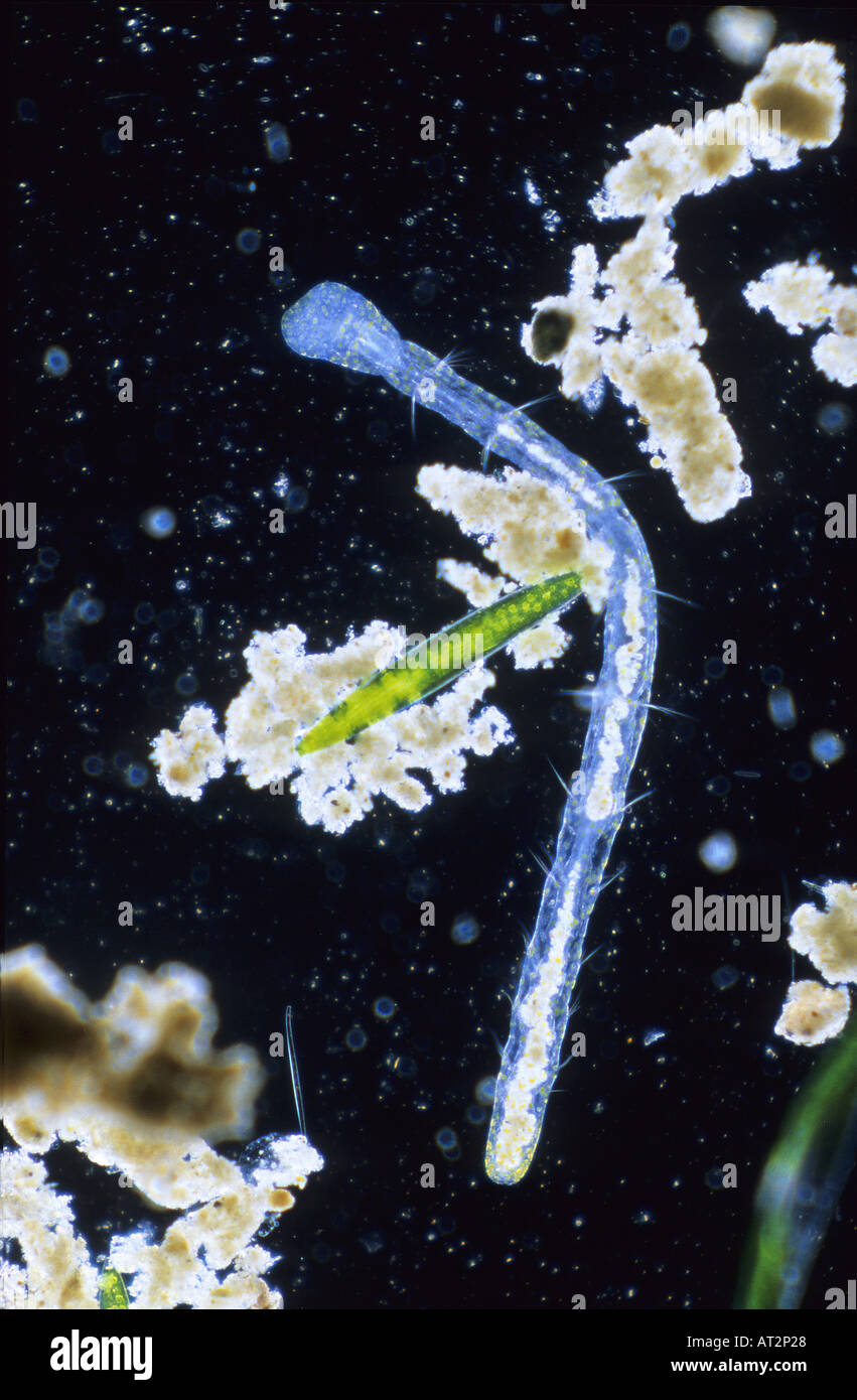 Aeolosoma sp Worm Annelida Invertebrate Optic microscopy Stock Photo ...