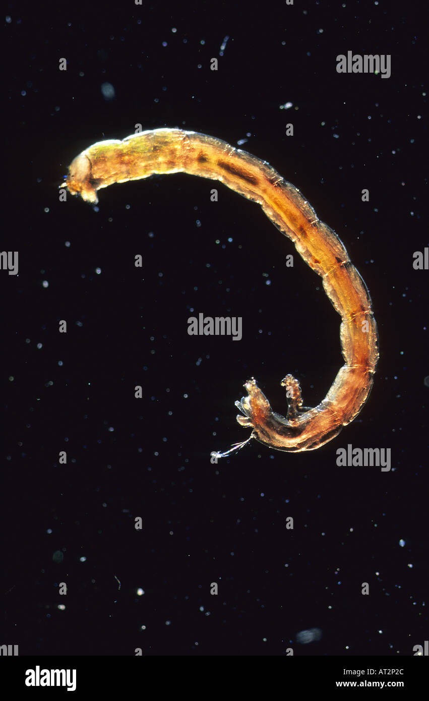 Larve of chironomids.Fly.Insect.Invertebrate.Optic microscopy Annelida ...
