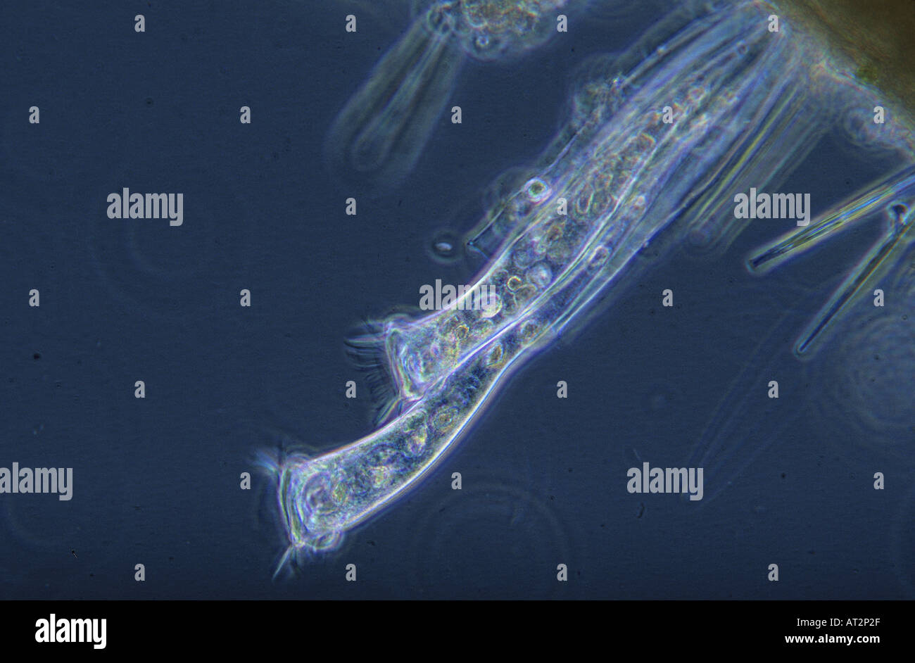 Ciliates ciliata hi-res stock photography and images - Alamy