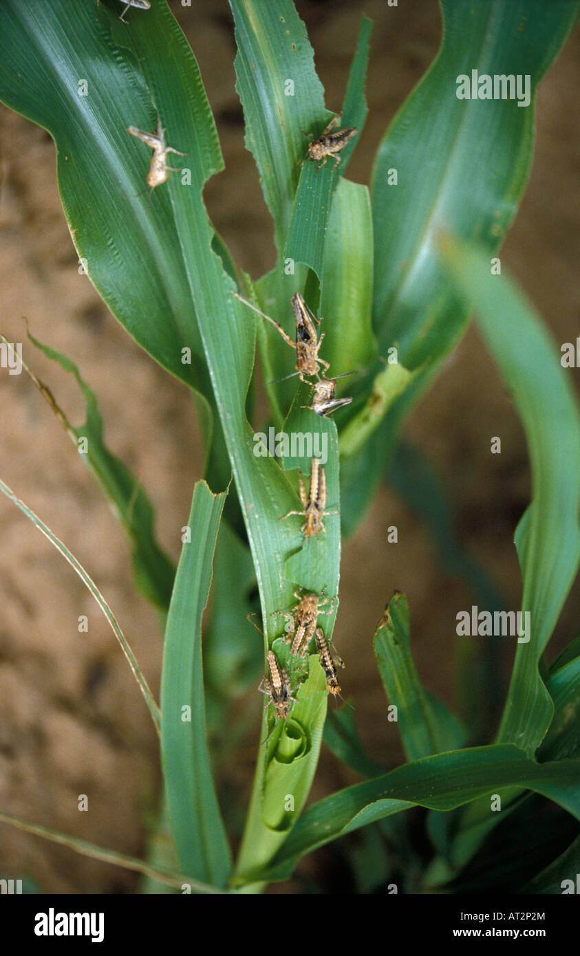 criquet migrateurs Wanderheuschrecke Migratory Locust Locusta ...