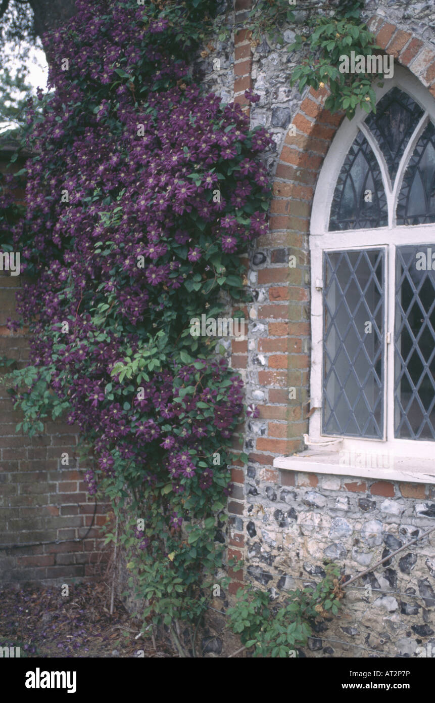 Close up of purple clematis beside gothic window in brick and flint ...