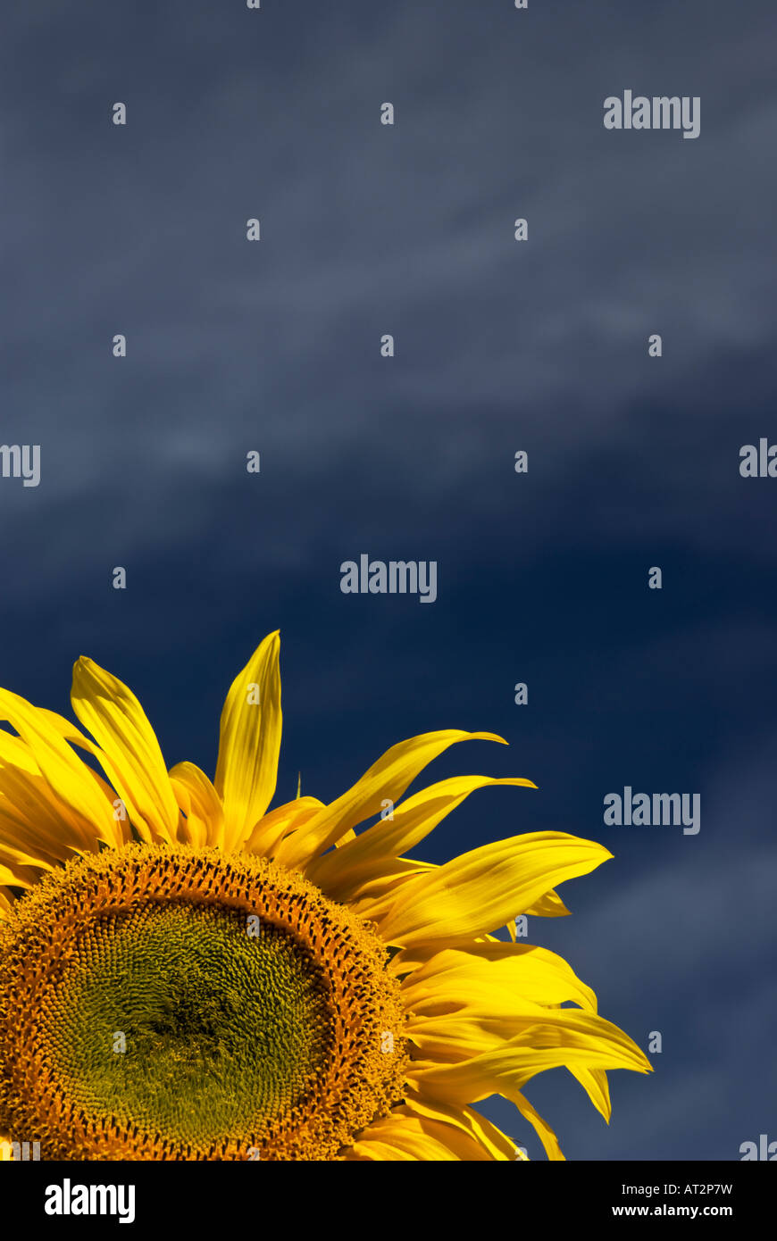 Yellow sunflower petals contrast with the dark blue sky behind them ...