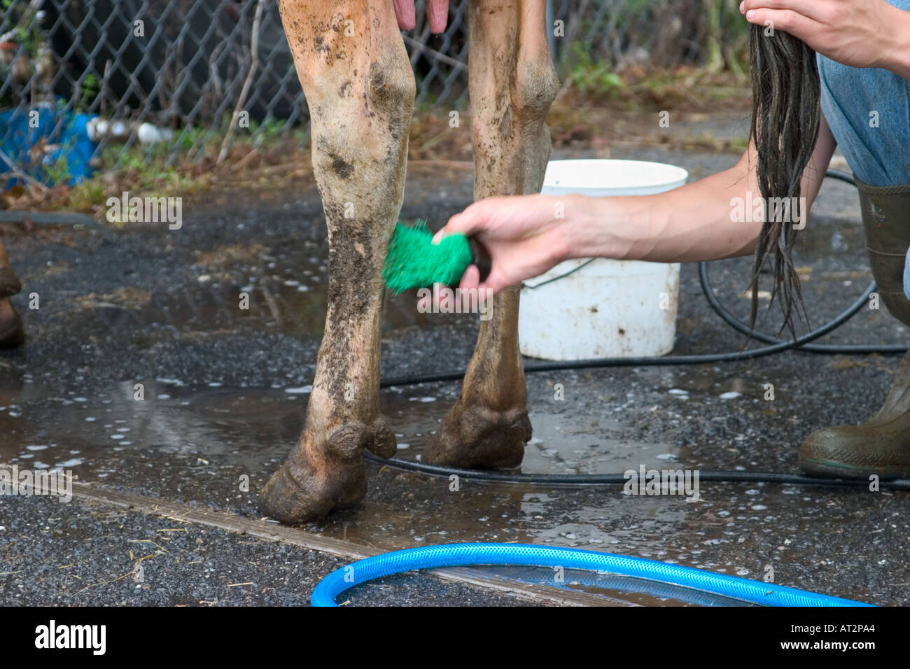 Spraying cattle with water hose hi-res stock photography and images - Alamy