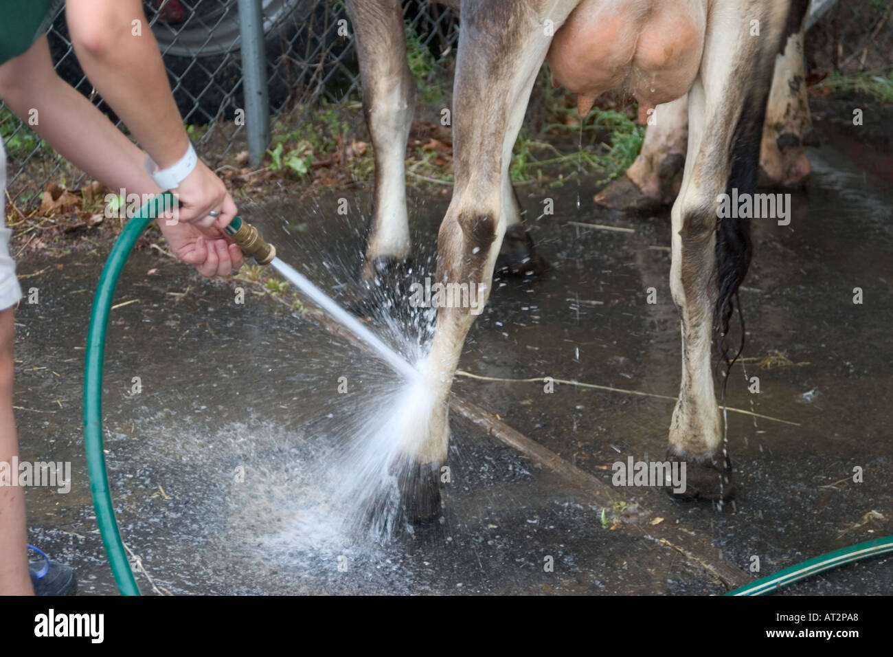 Spraying cattle with water hose hi-res stock photography and images - Alamy