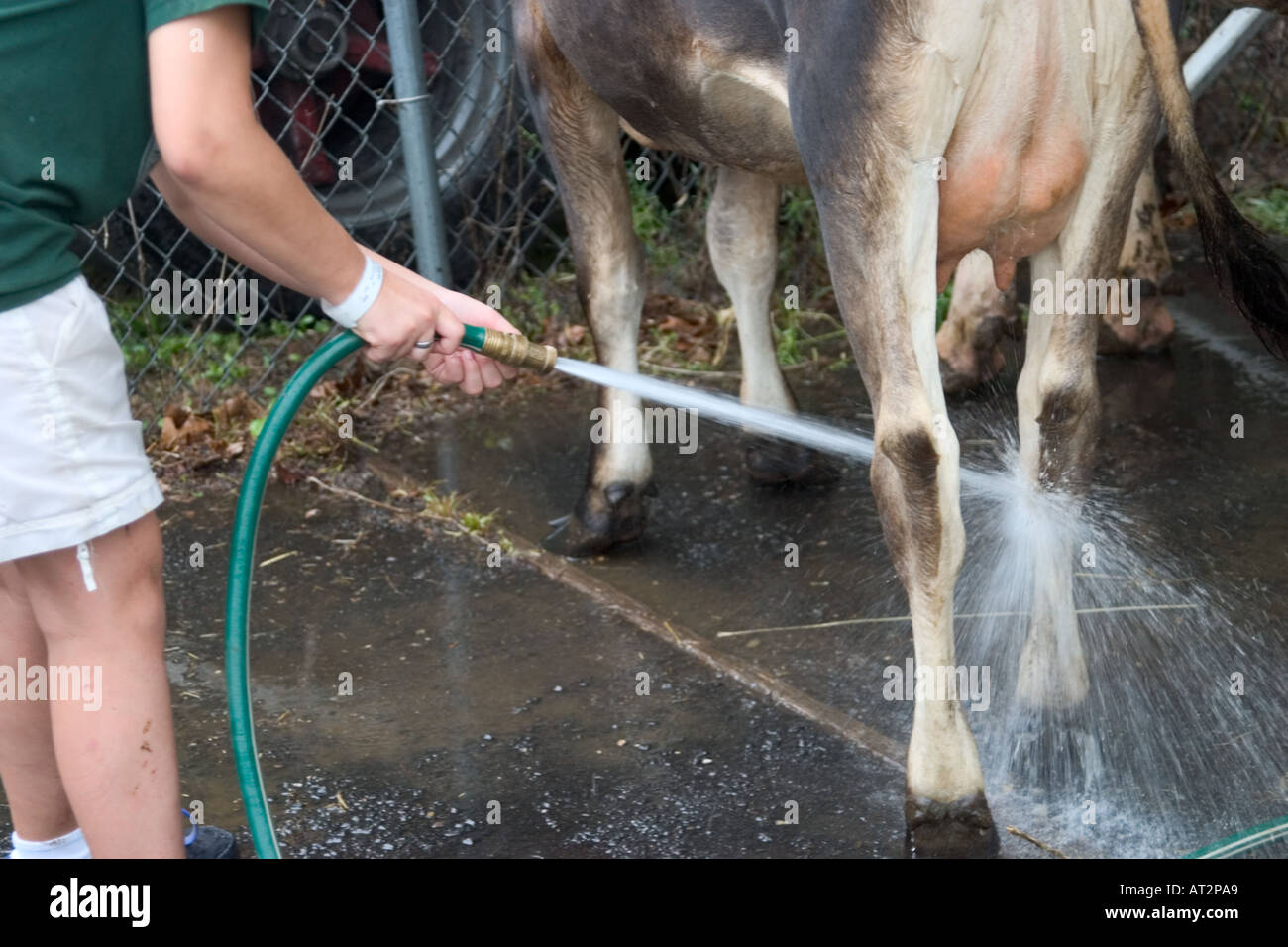 Spraying cattle with water hose hi-res stock photography and images - Alamy