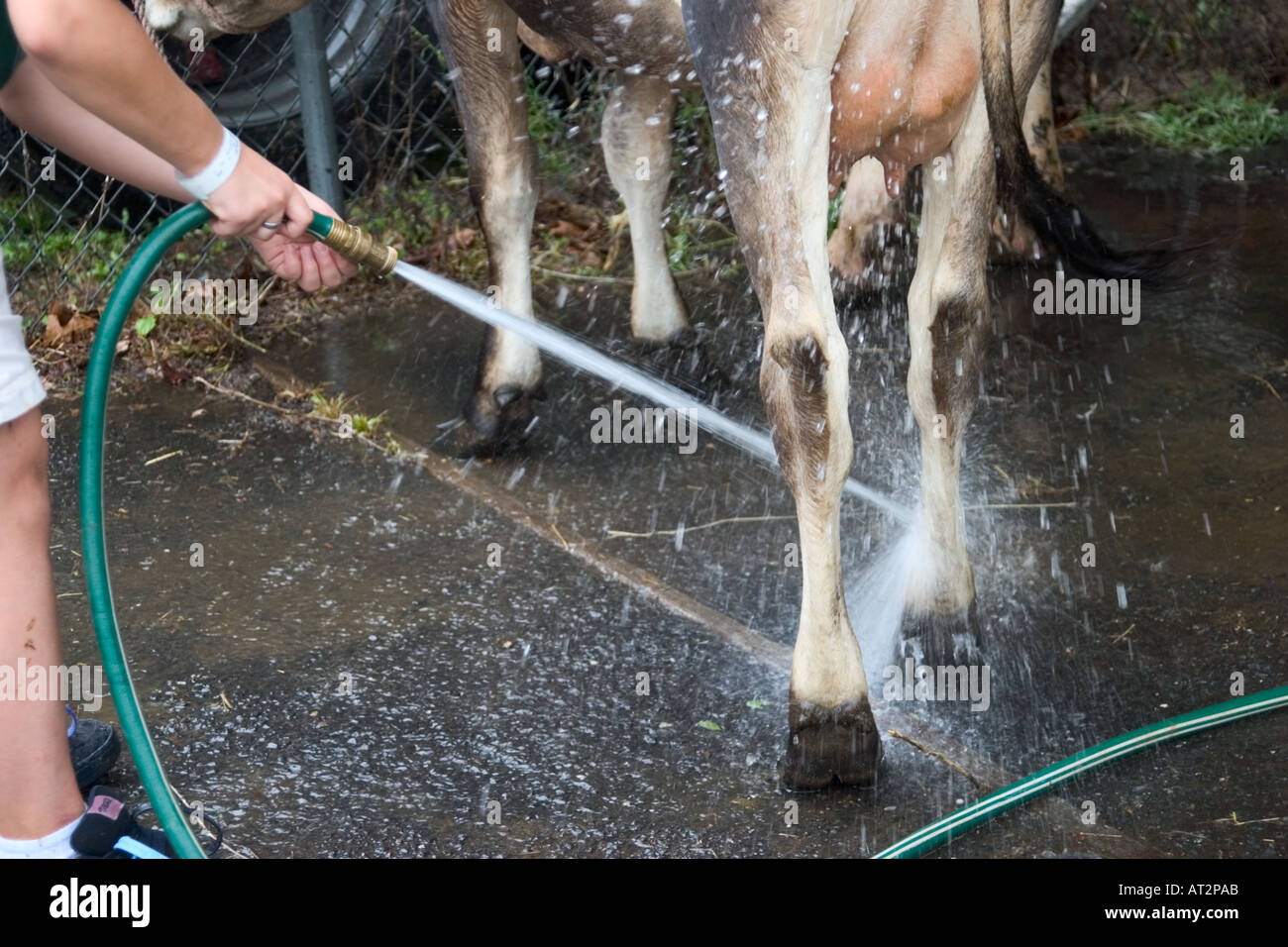 Spraying cattle with water hose hi-res stock photography and images - Alamy