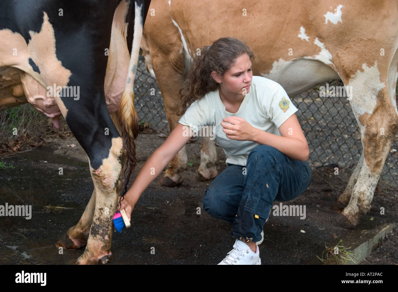 Teenager washing cow Stock Photo - Alamy