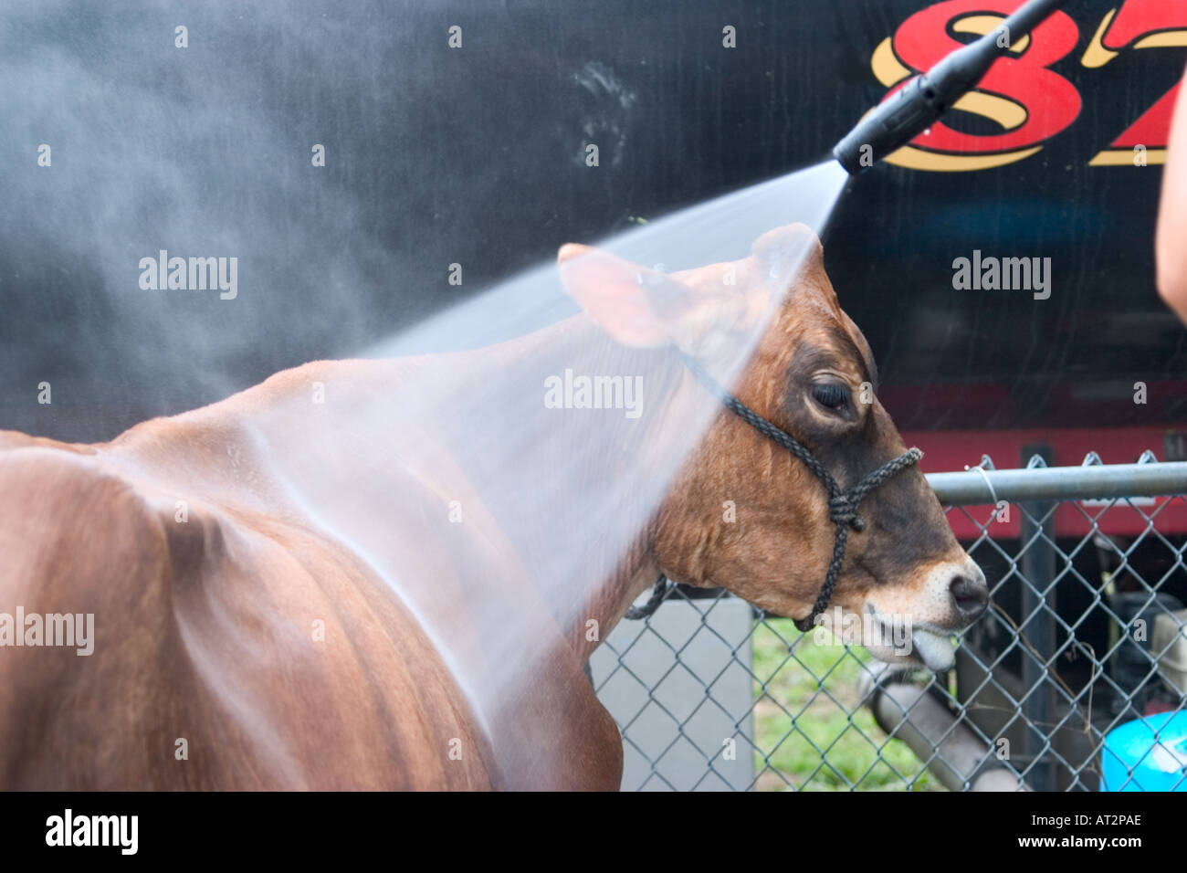 Spraying cattle with water hose hi-res stock photography and images - Alamy