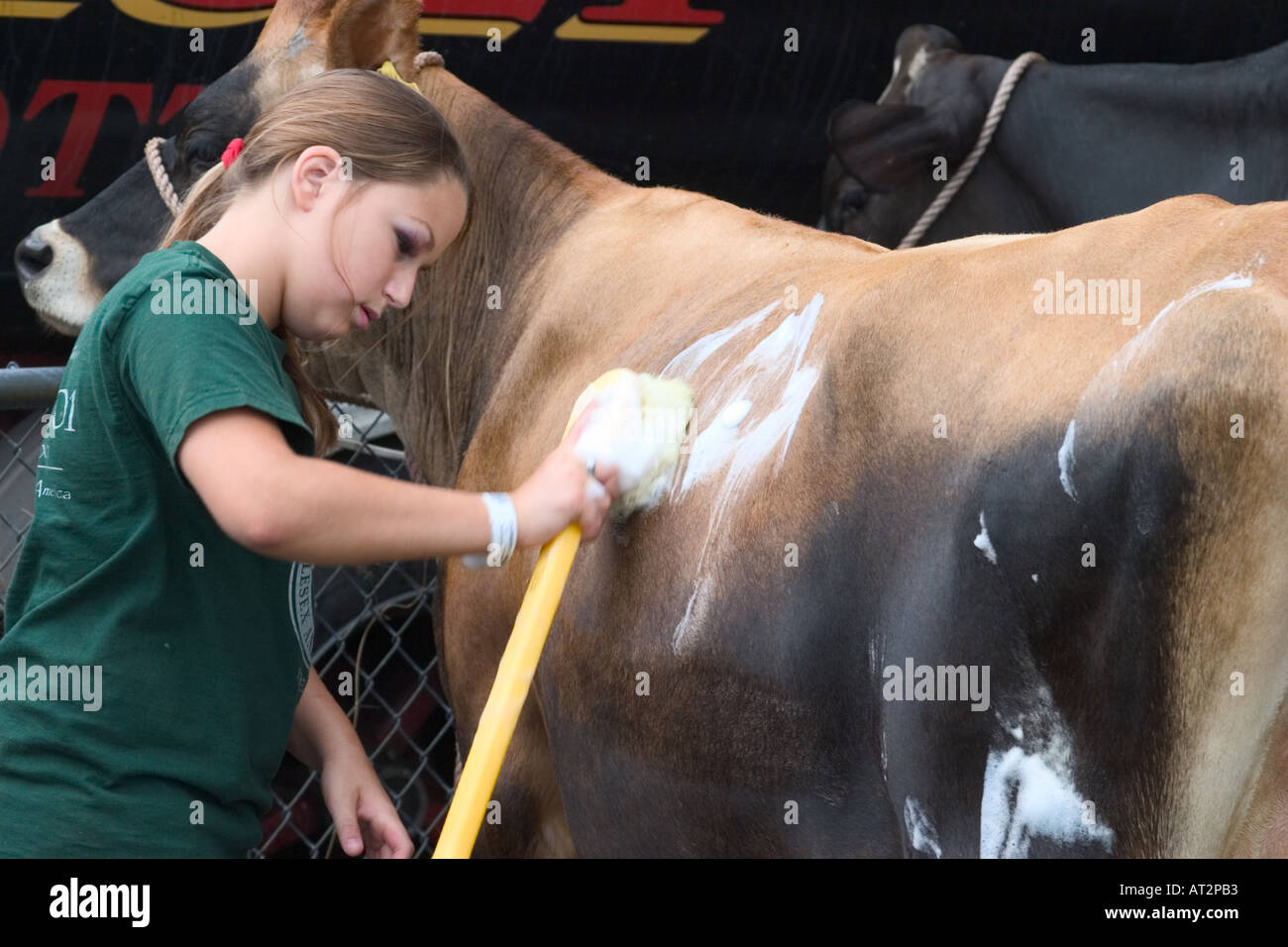 Teenager washing cow Stock Photo - Alamy