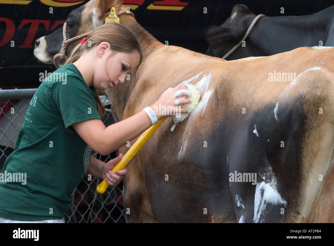 Teenager washing cow Stock Photo - Alamy