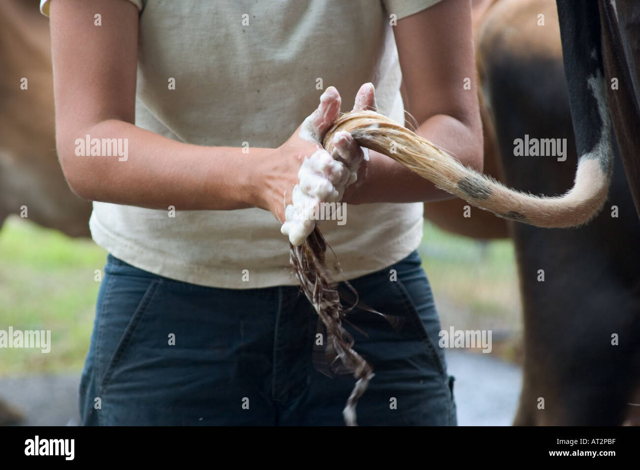 Teenager washing cow Stock Photo - Alamy