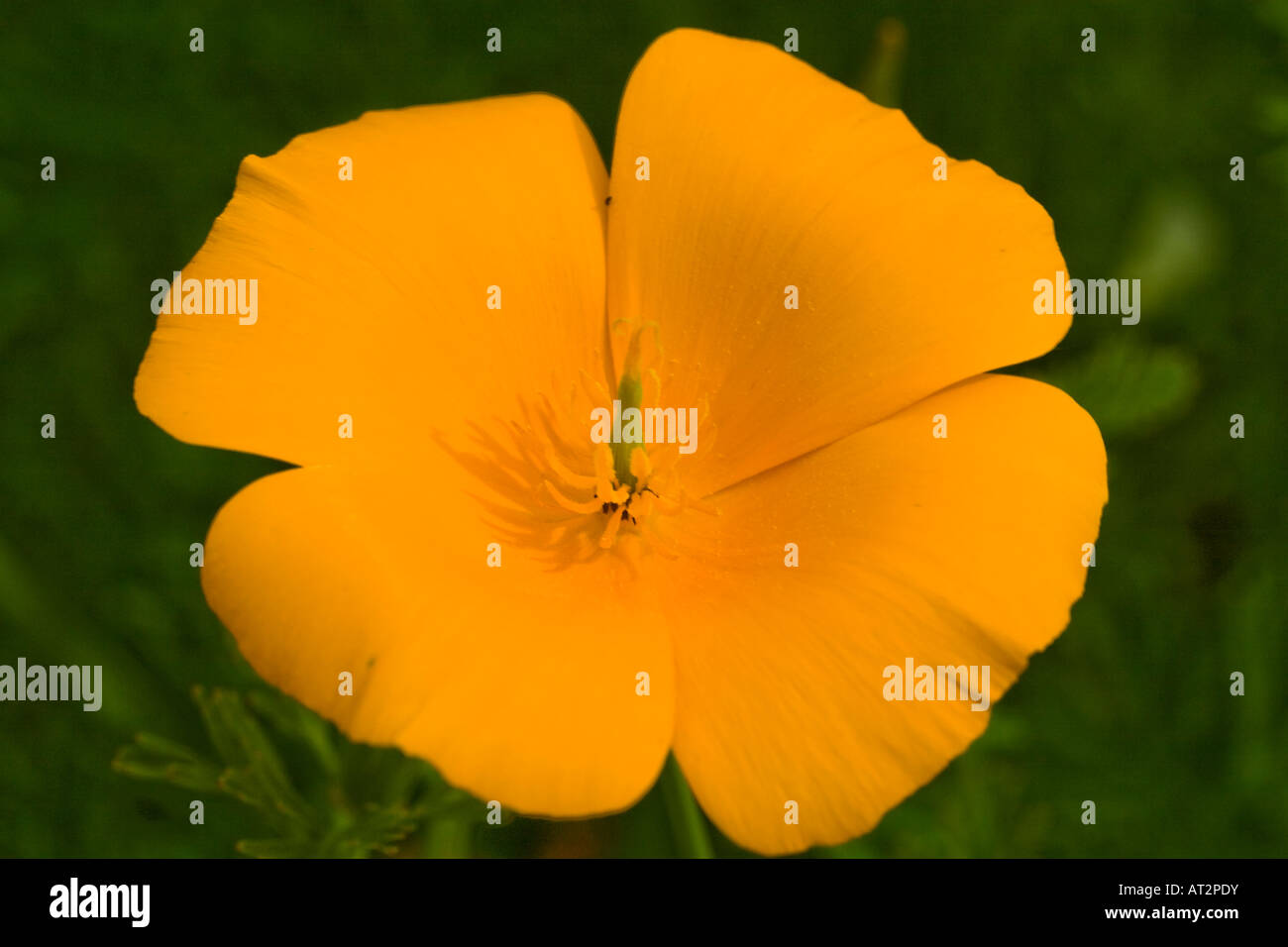 california poppy flowers Stock Photo - Alamy