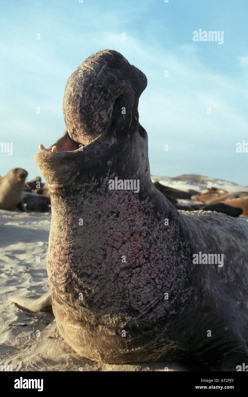 Male elephant de mer Elephant Seal Mirounga angustirostris in ...
