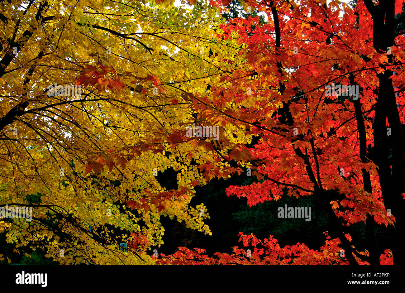Colourful maples hi-res stock photography and images - Alamy