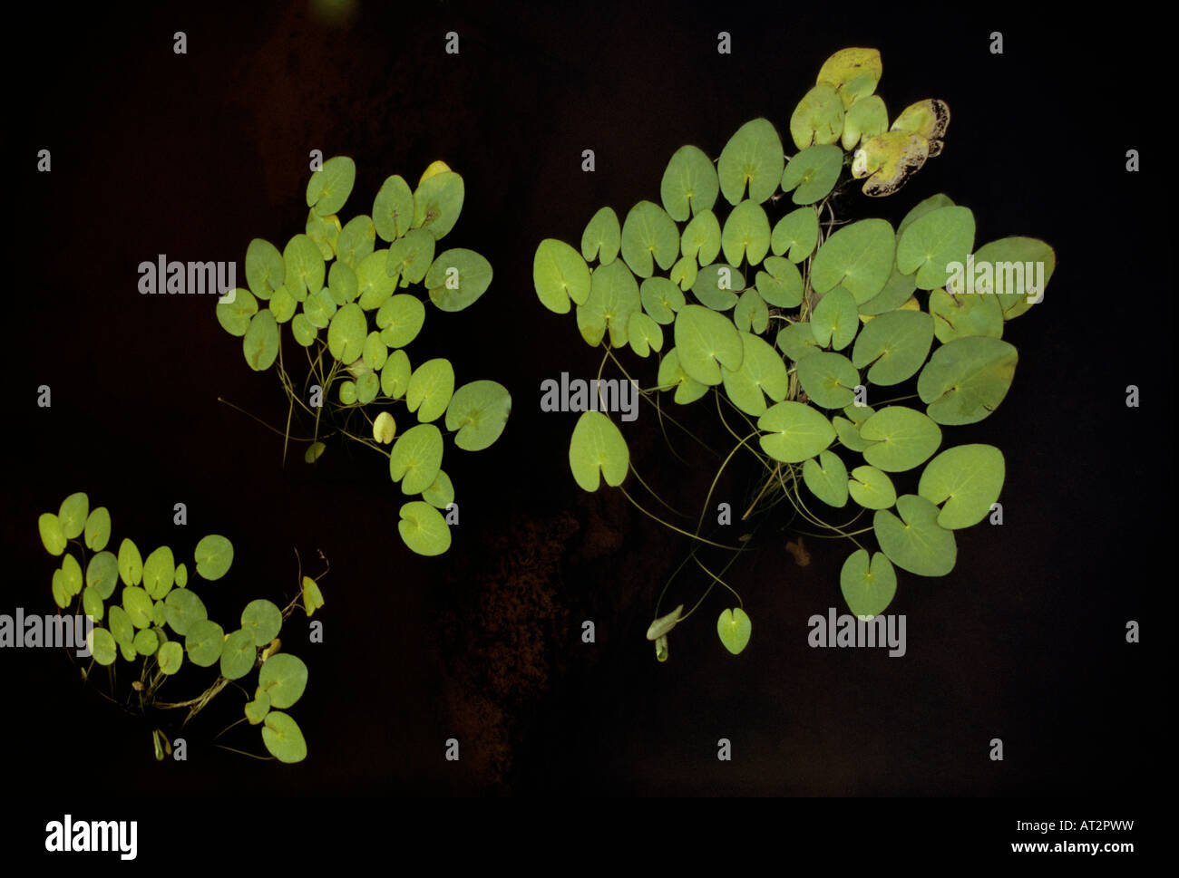Nymphoides hi-res stock photography and images - Alamy