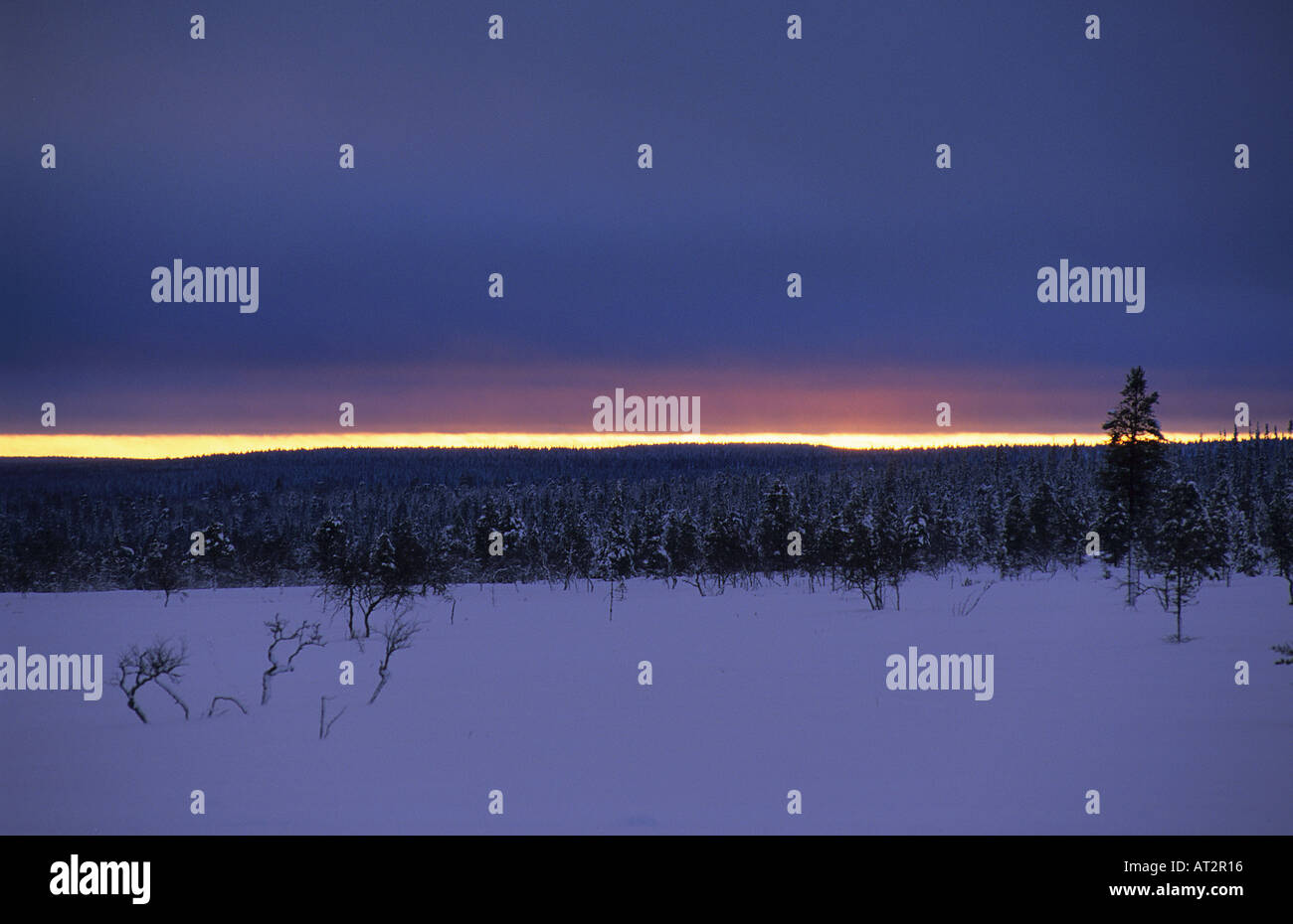 Taiga Forest of Lapland Finland Stock Photo - Alamy