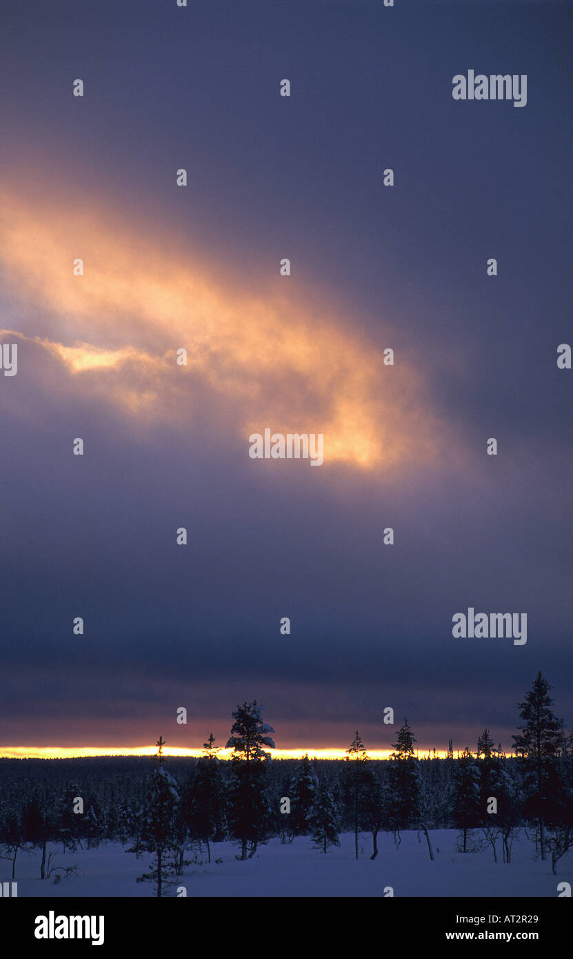 Taiga Forest of Lapland Finland Stock Photo - Alamy