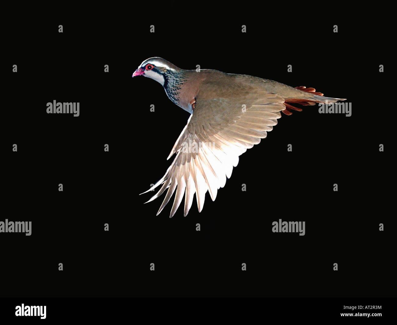 perdrix rouge Rothuhn Red legged Partridge French Partridge Alectoris ...