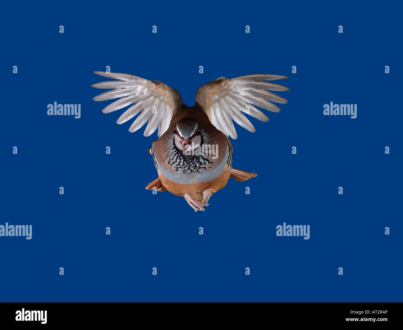 perdrix rouge Rothuhn Red legged Partridge French Partridge Alectoris ...