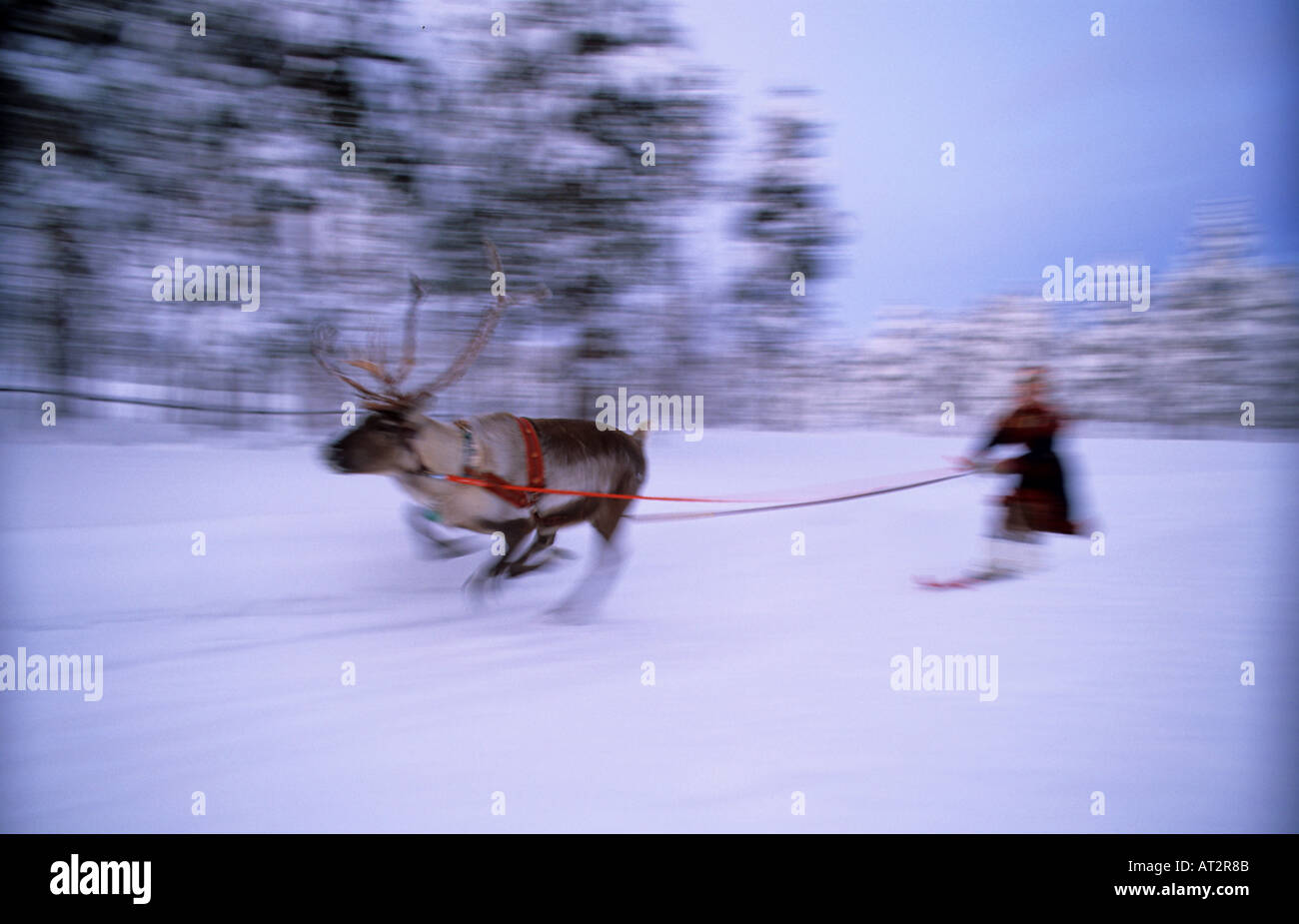 Saami reindeer finland hi-res stock photography and images - Alamy