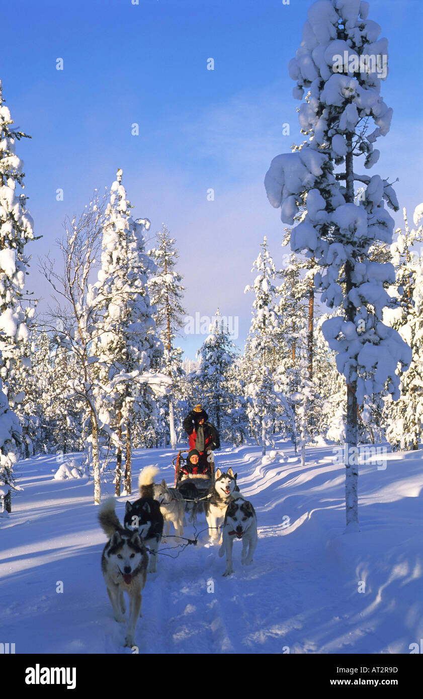 Sleigh dog finland hi-res stock photography and images - Alamy